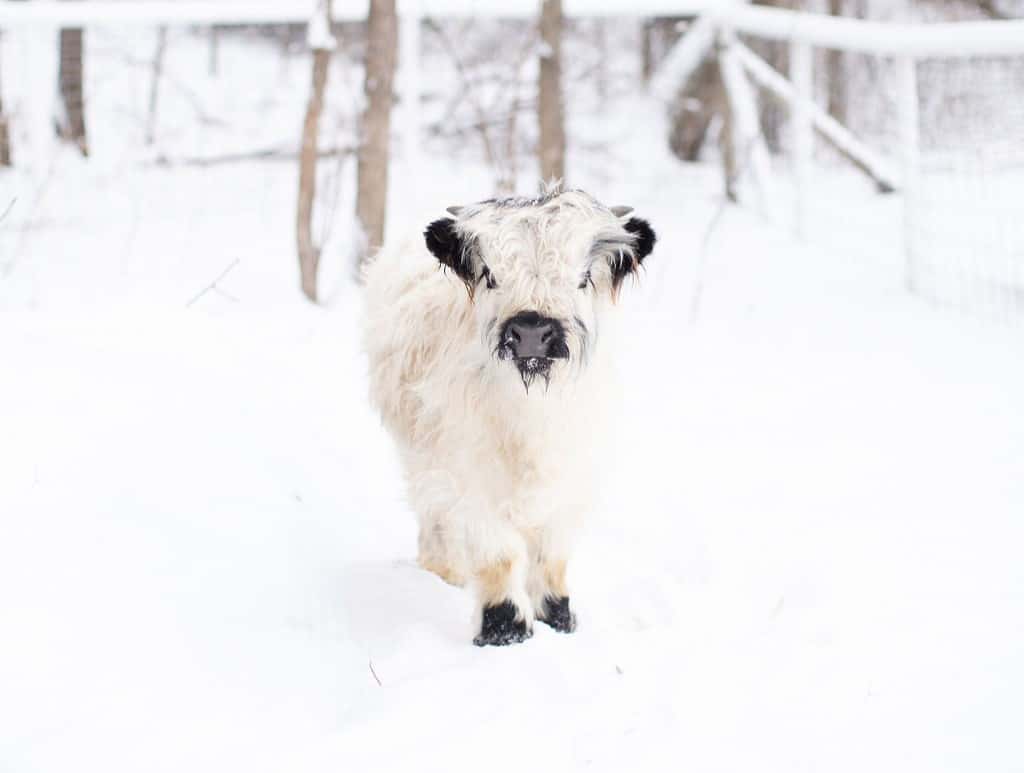 HighPark Cattle Registry